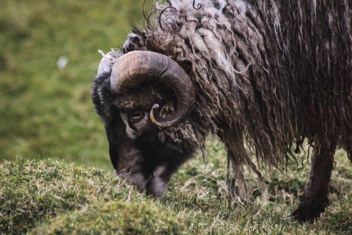 Sandoy, Faroe Islands: The Perfect Day Trip from Tórshavn