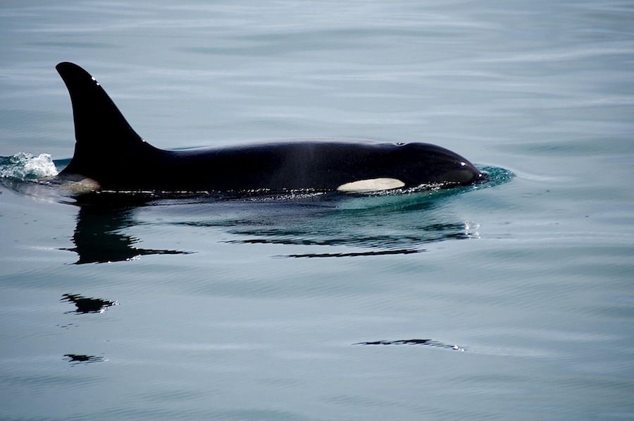 Whale Watching in Tromsø: 4 Ethical Whale Safaris in Tromsø, Norway