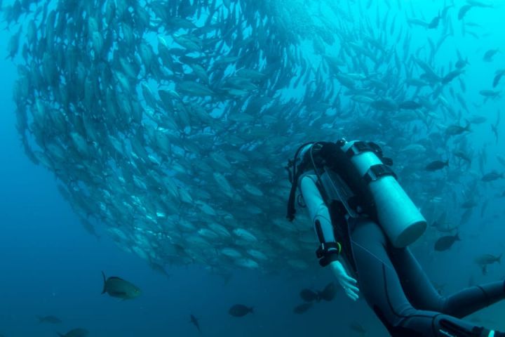 Azores Diving Guide: PADI Qualifications and Diving in the Azores