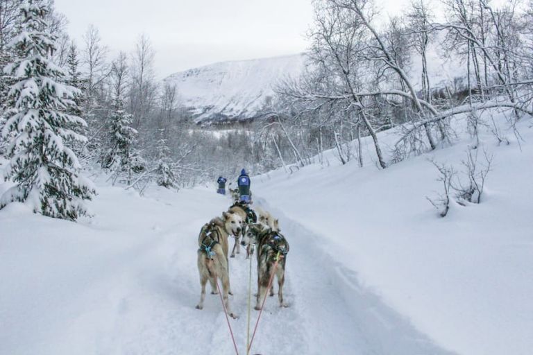 Dog Sledding in Tromsø: What to Expect, Tips, and Husky Safari Tours