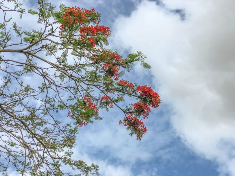 30 Useful Things to Know Before You Travel to Mauritius