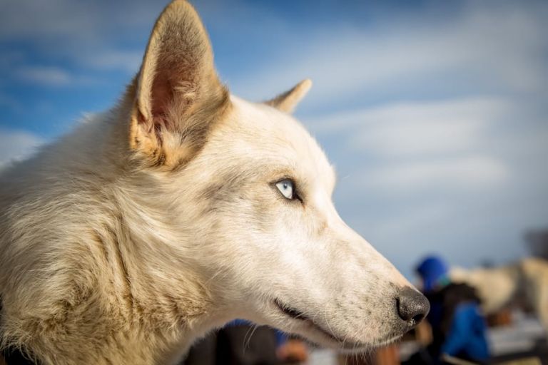 22 Bucket-List Things to Do in Tromsø in Winter (+ Tips!)