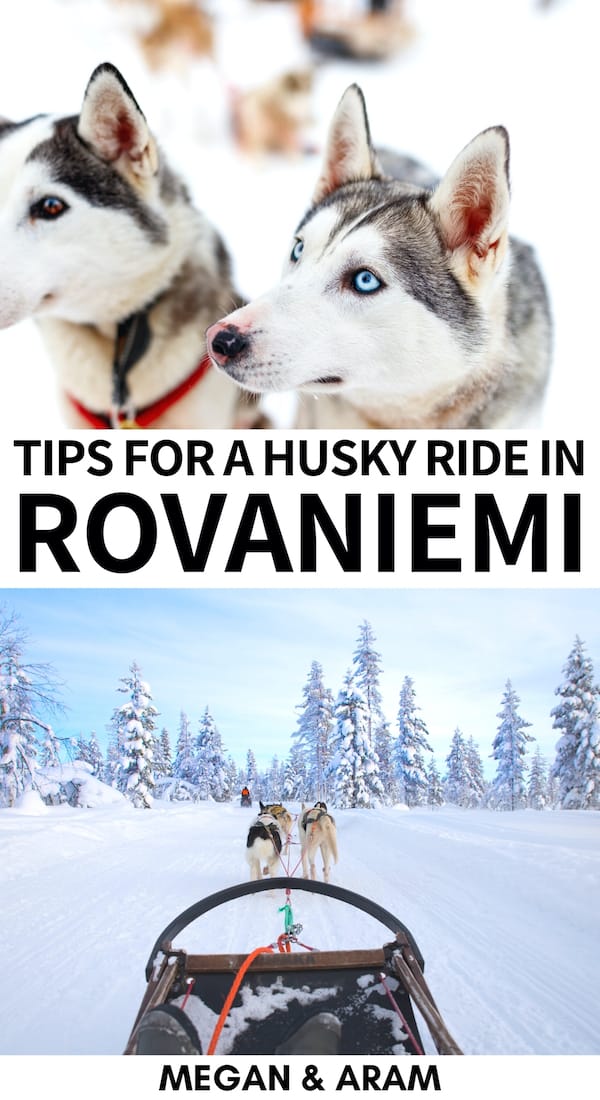 Dog Sledding in Rovaniemi (Husky Tours, Tips, & More!)