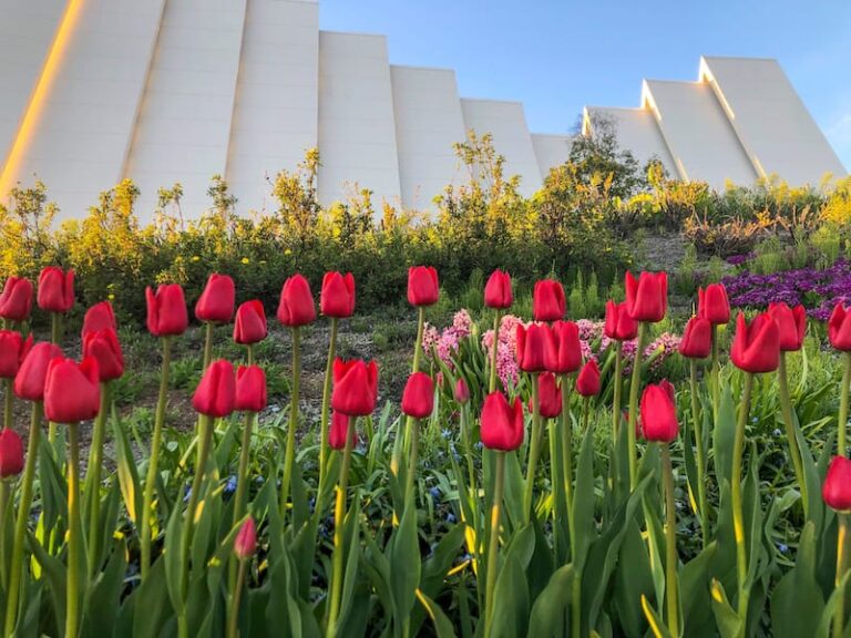 11 Terrific Things to Do in Tromsø in Summer (+ Midnight Sun Tips)