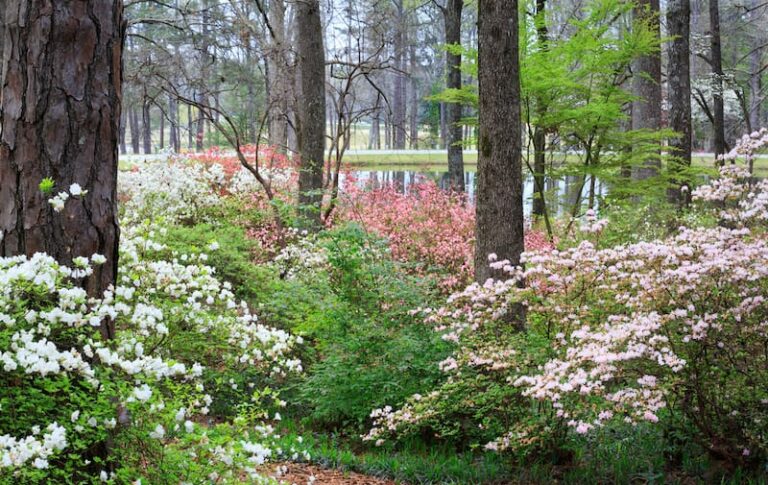 21 Best Small Towns in Georgia (for a Weekend Getaway!)