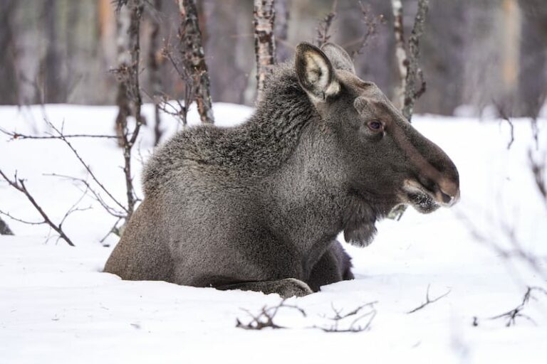 16 Best Things to Do in Abisko in Winter (+ Seasonal Tips!)