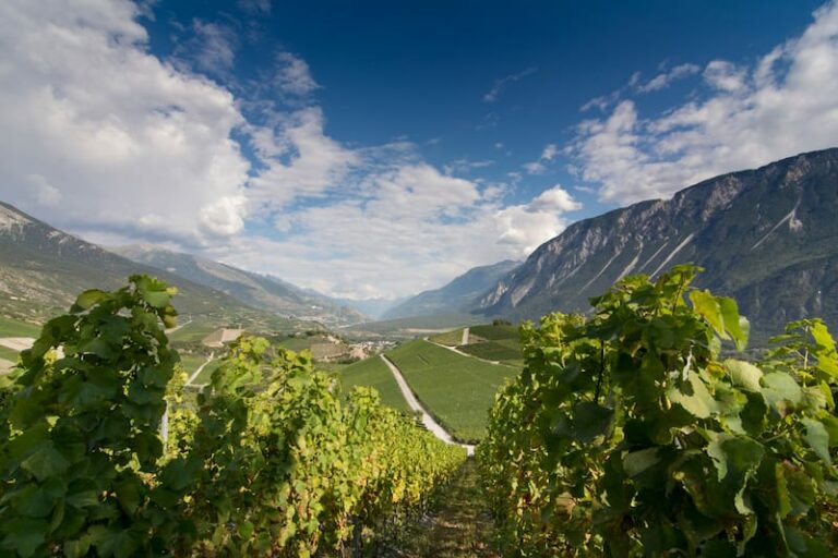 6 Best Lyon Wine Tours & Tastings (Beaujolais & Beyond!)