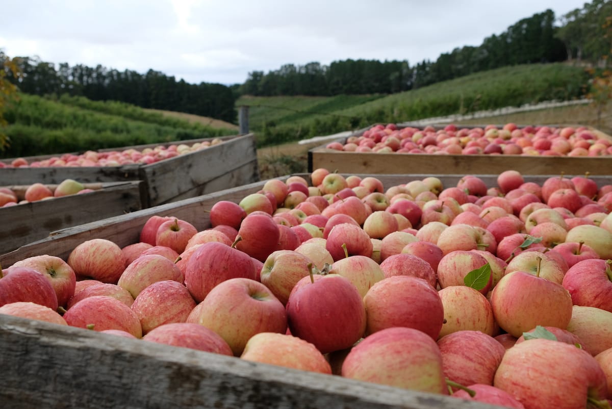 11 Best Apple Orchards in Michigan (for Fall Apple Picking!) 11 Best Apple Orchards in Michigan (for Fall Apple Picking!)