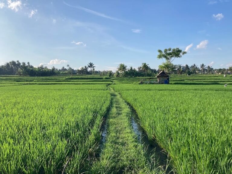 25 Unforgettable Things to Do in Ubud (for First-Timers!)