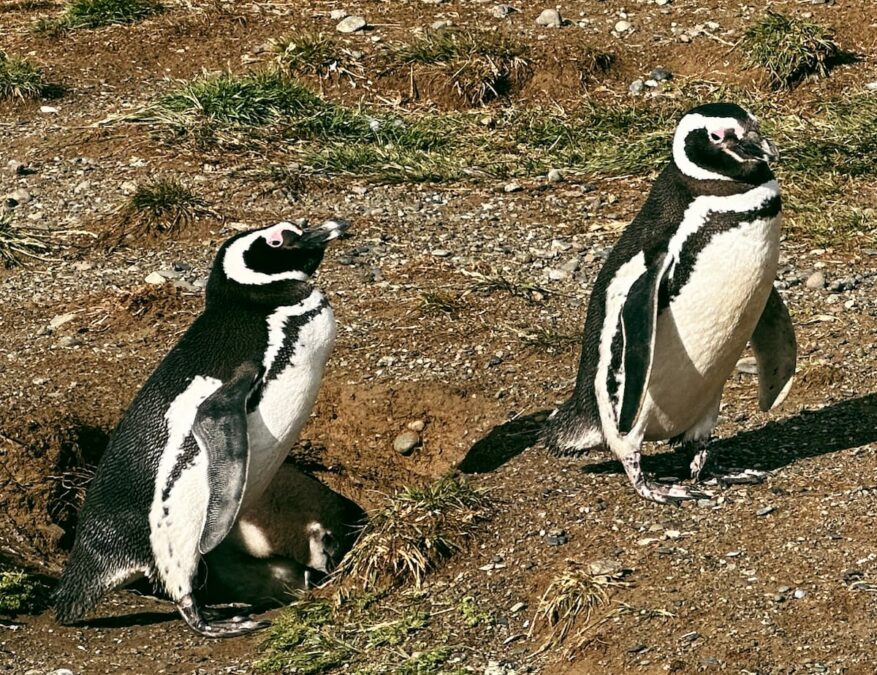 Is a Magdalena Island Penguin Tour Worth It? (+ Useful Tips)