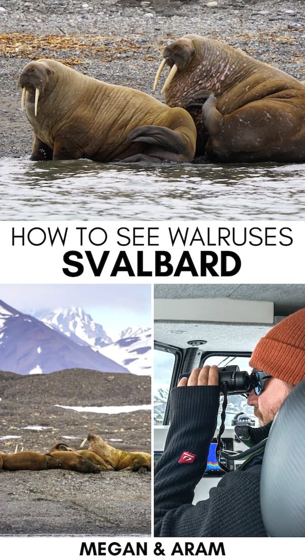 Svalbard Walrus Safari: What to Expect, How to Book, & FAQs
