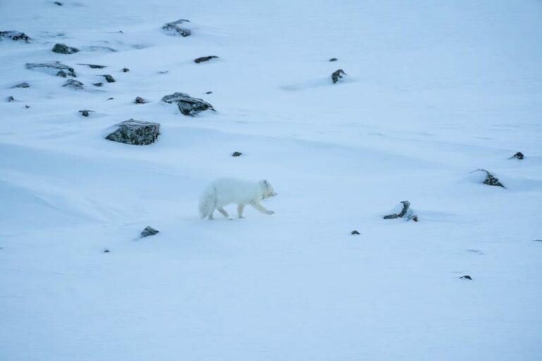 Wildlife in Svalbard: 10 Animals You Could See on Your Trip