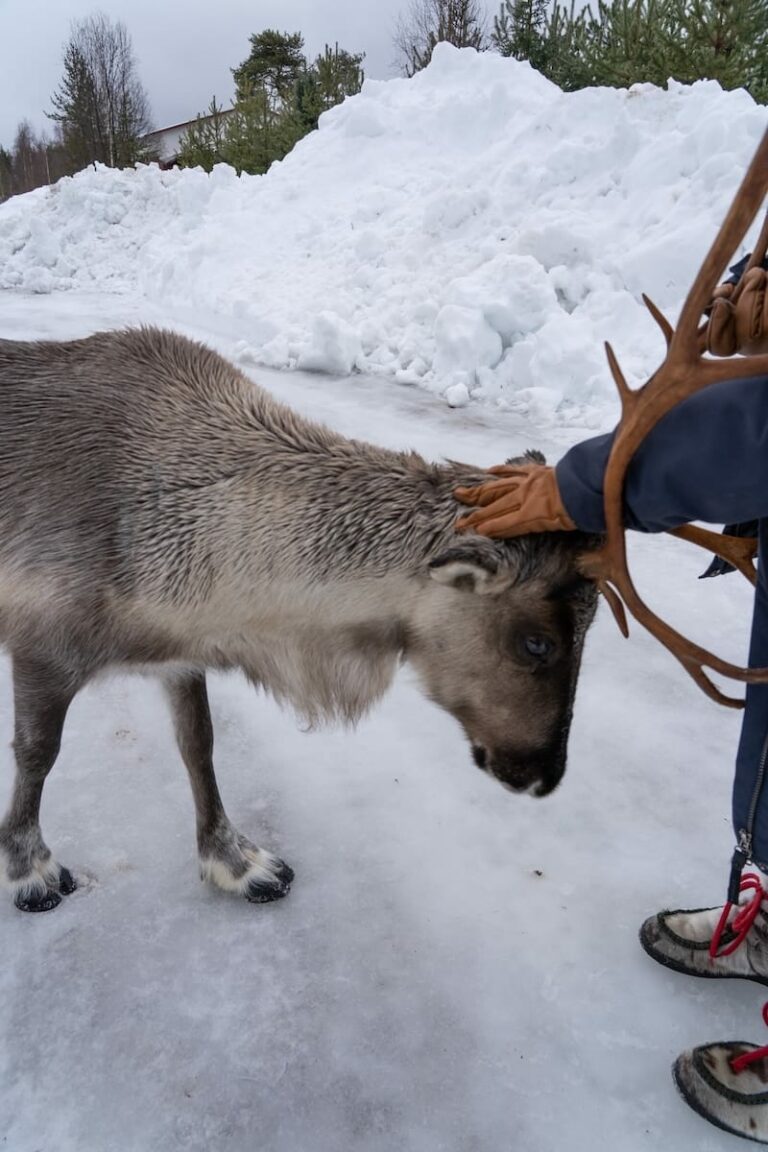 How to Meet and Feed Reindeer in Rovaniemi (Without the Crowds!)