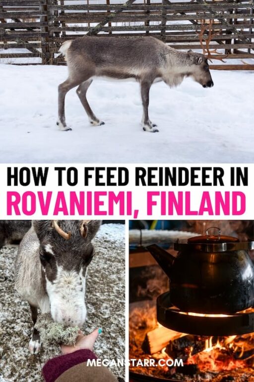 How to Meet and Feed Reindeer in Rovaniemi (Without the Crowds!)