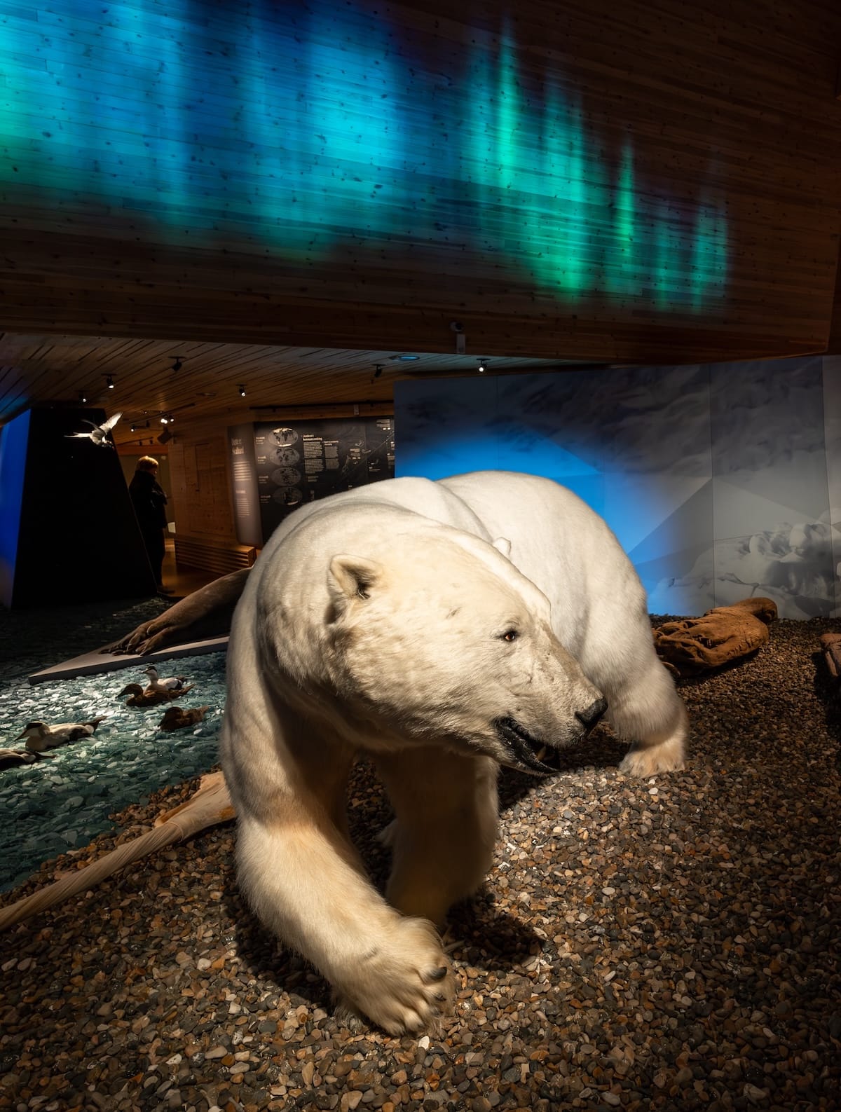 Svalbard in February: What to Do, Weather, & Helpful Tips